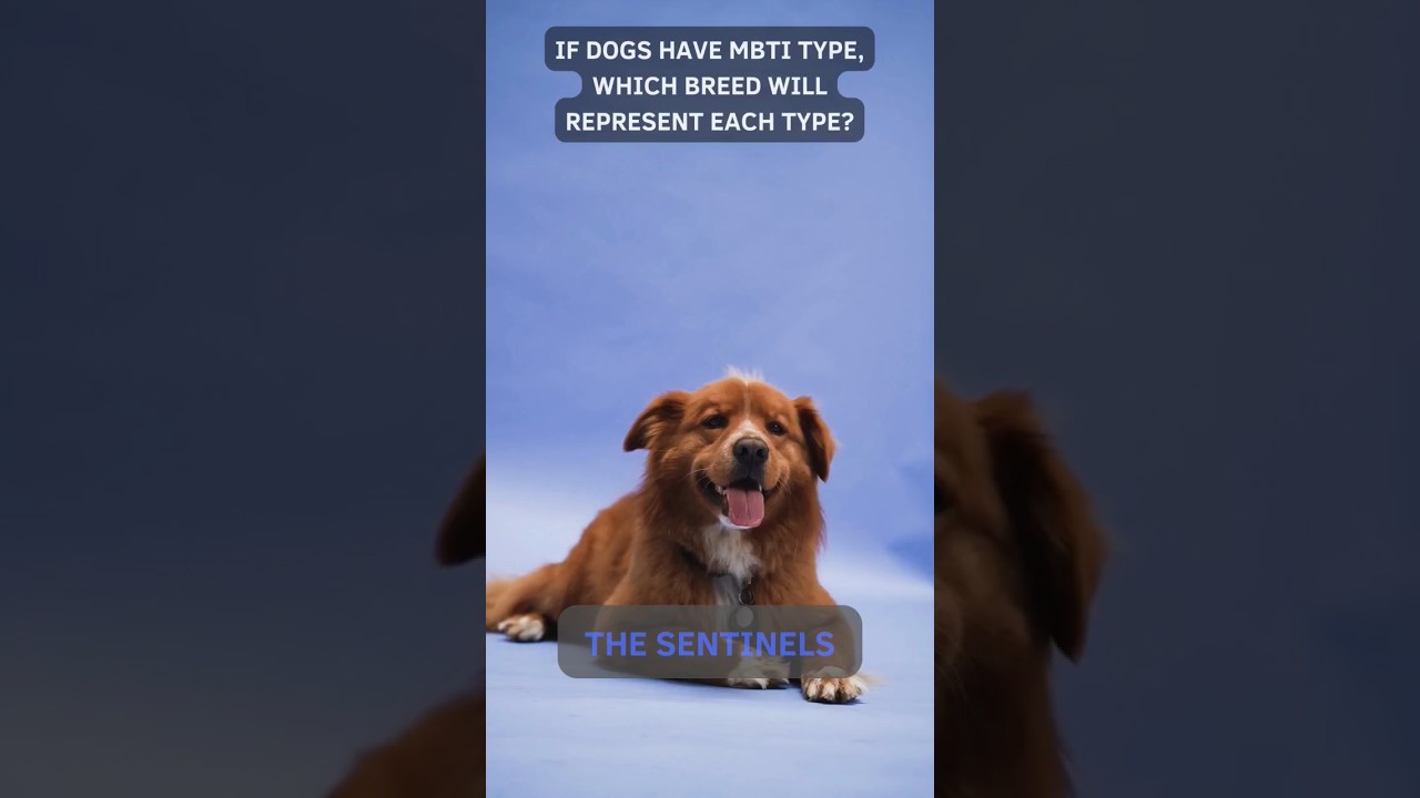 If MBTI Type Is A Dog Breed, What Would It Be? PART 2