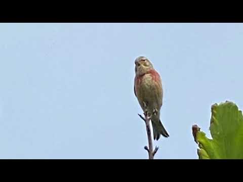 Common Linnet #bird #birdsounds #linnet