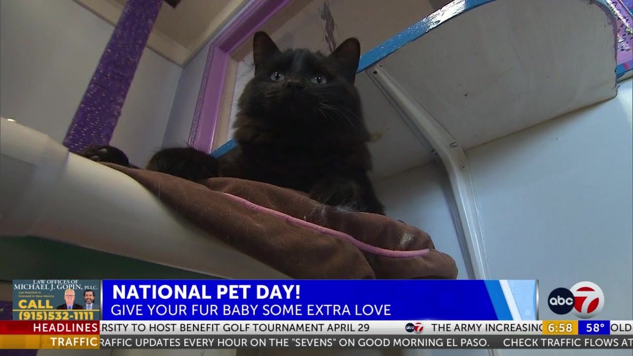 It’s National Pet Day!