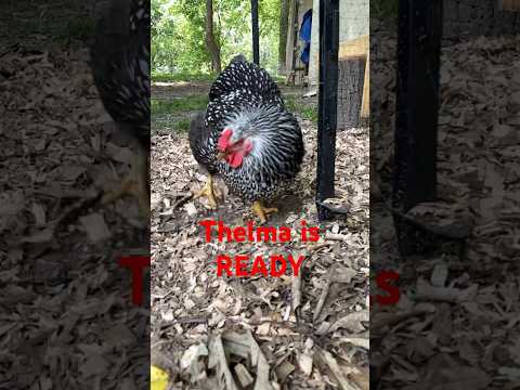 LET'S GET READY to RUMBLE ! #chicken #shortsfriends #funny #rumble #boss #backup #shorts #fyp