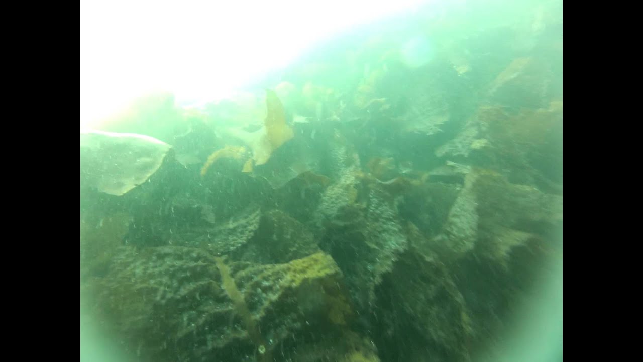 Testing a New Marine Acoustic Tag System: Checking Out Deployment