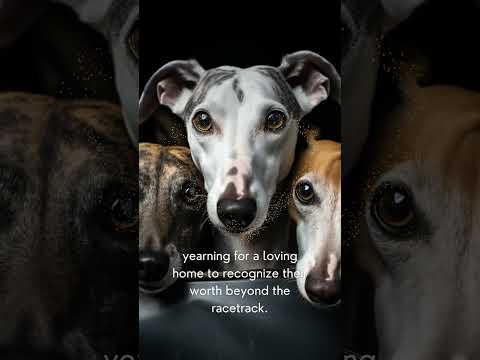 Greyhounds: From Racing Tracks to Loving Homes