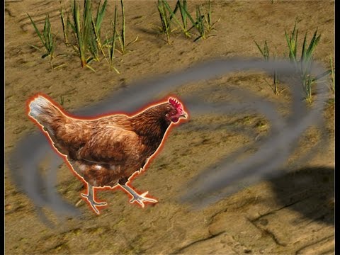 Steam Community :: Video :: cHICKEN rACE!!1!!! (Path of Exile)