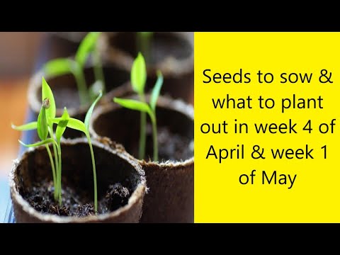 Week 4 of April and week 1 of May seeds to sow and seedlings to plant ...