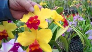 Orchids: Judging Color | Smithsonian Institution