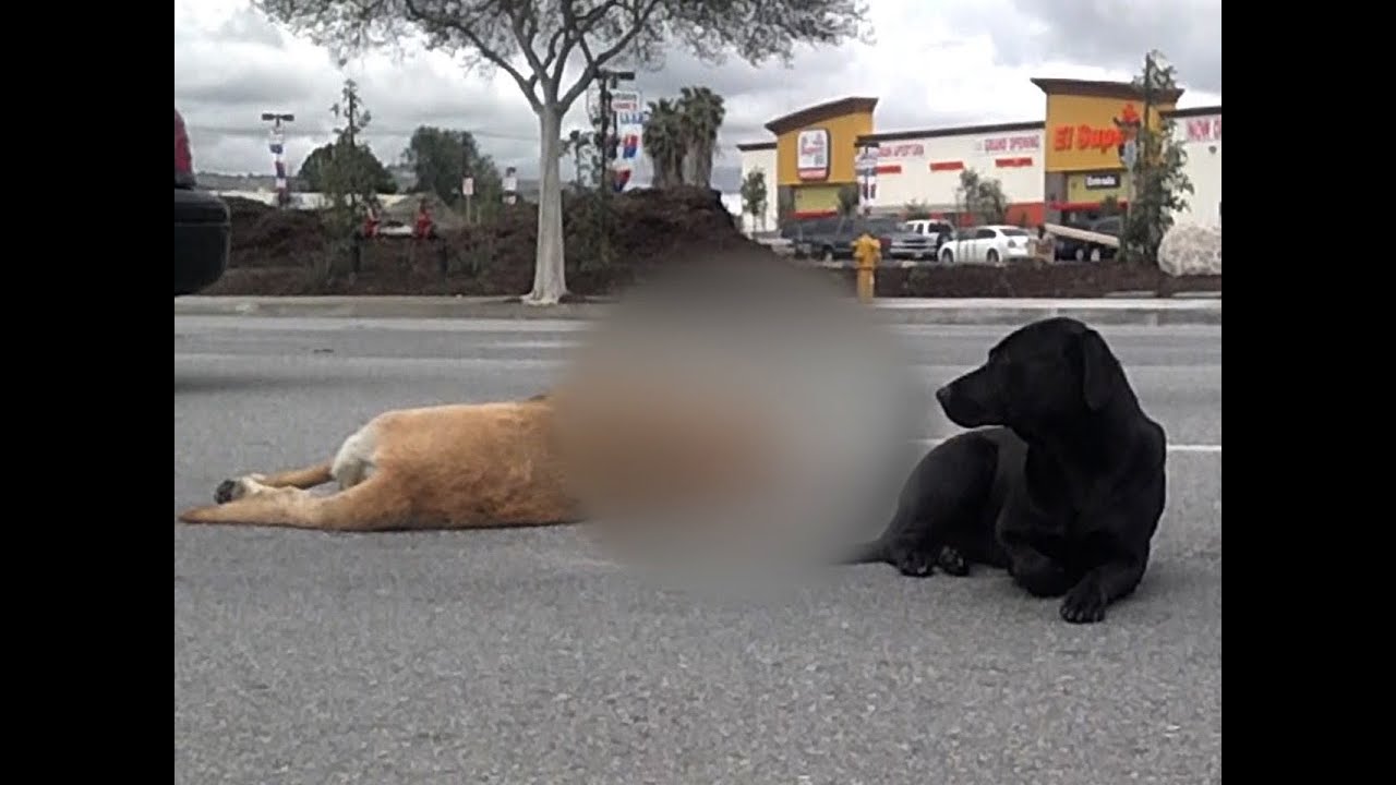CBS This Morning - Loyal black Lab in viral video is claimed by owners