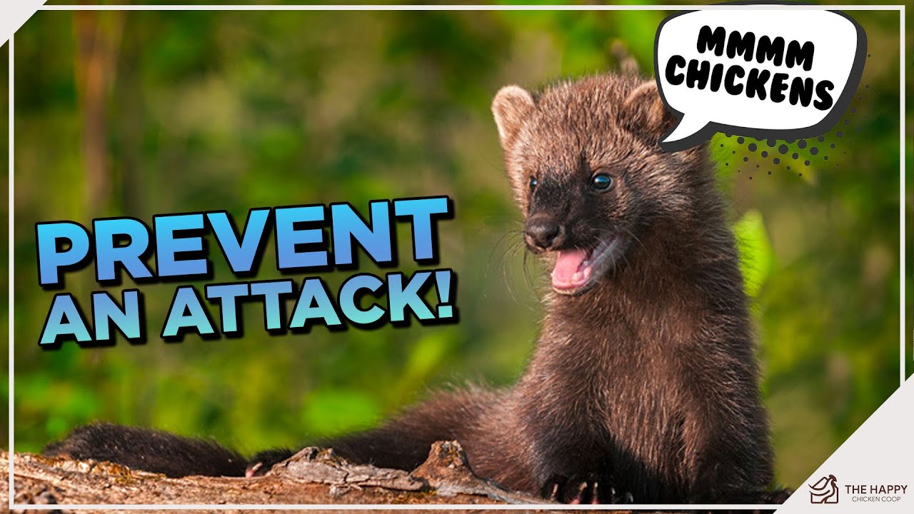 The Fisher Cat: What You Need to Know to Safeguard Your Chickens