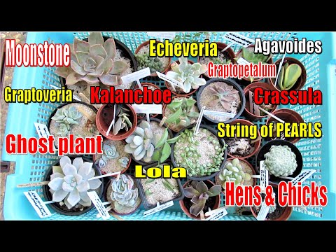 Succulent Cuttings - How to GROW and PROPAGATE