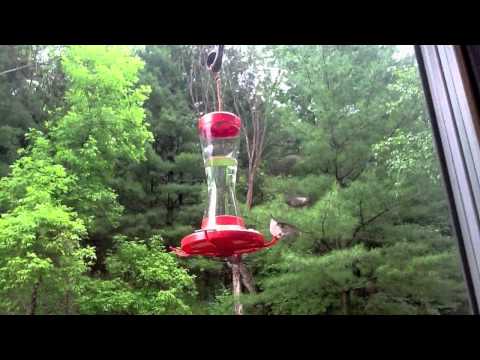 Hummingbirds out my window | Hummingbird Gardener