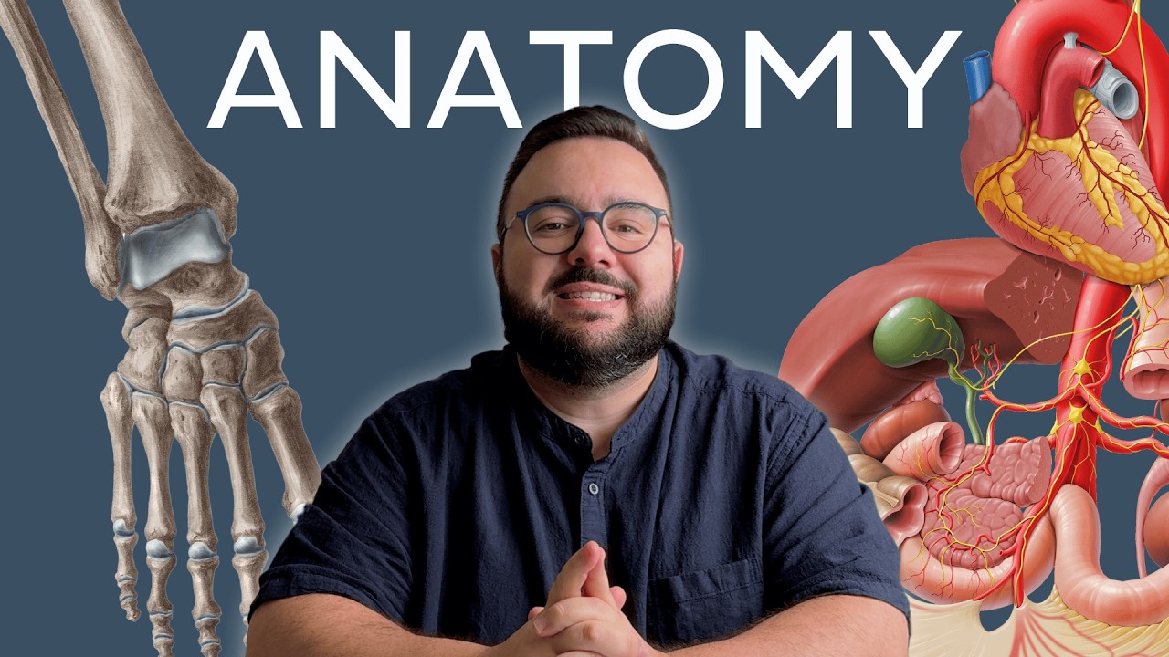 How to study Human anatomy: All you need to know | Kenhub