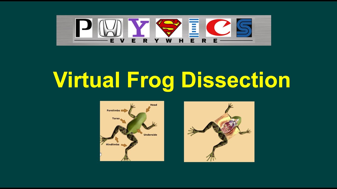 Virtual Frog Dissection Screen Recording