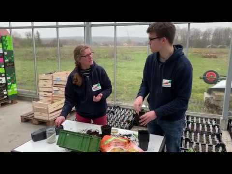 Regionales Superfood Topinambur / Infos und Anbau
