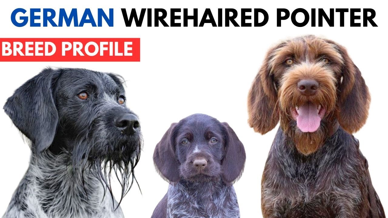 German Wirehaired Pointer Breed Profile History - Price - Traits - Deutsch Drahthaar Grooming Needs