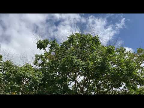 Pride of India – crown – August 2023 – Exeter Trees