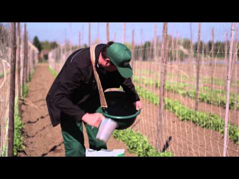 Application of Organic Fertilizers Fertiplus 4-3-3