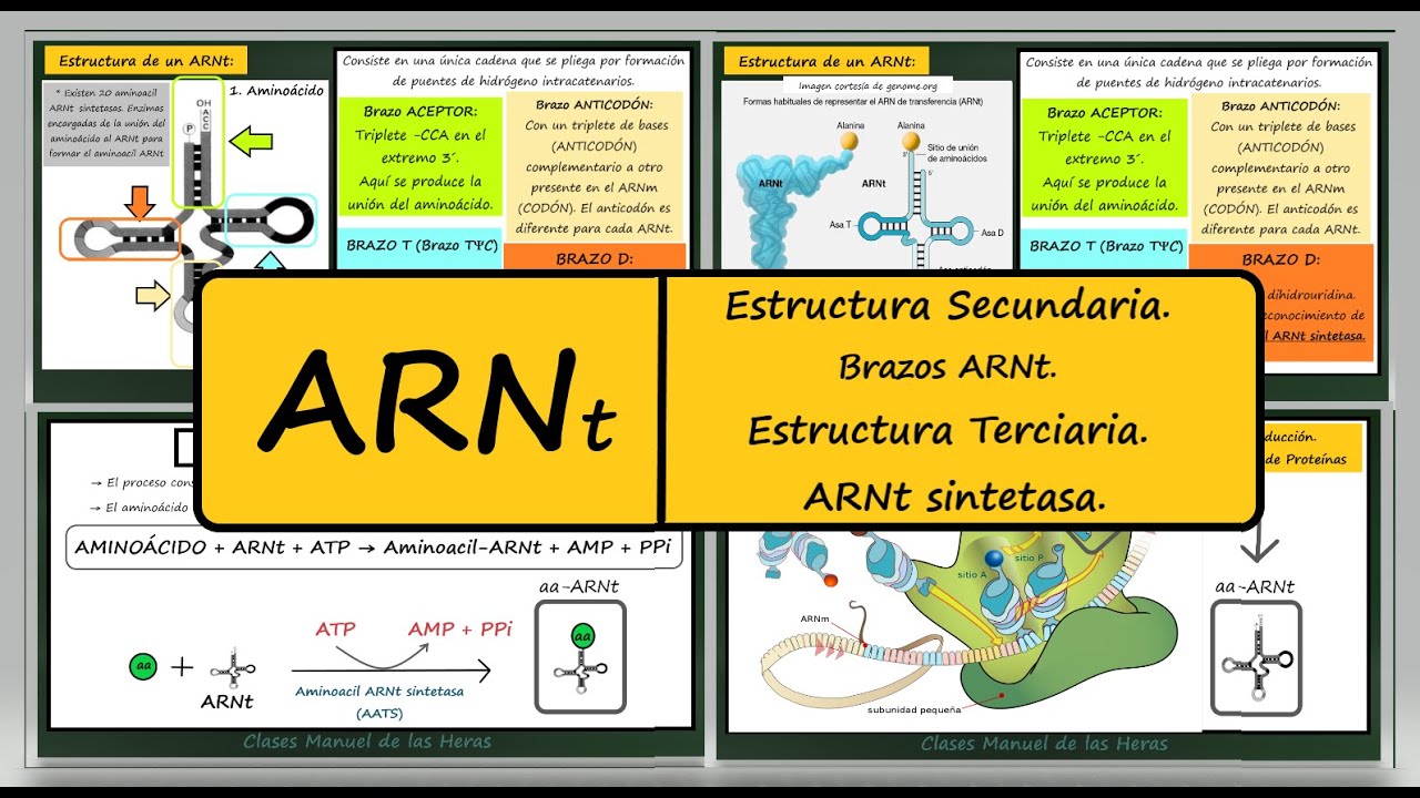 ARN de Transferencia. Estructura Secundaria. brazos del ARNt. Estructura Terciaria. ARNt sintetasa.