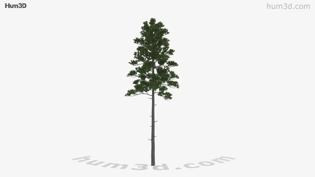 Loblolly Pine 3D model by 3DModels.org