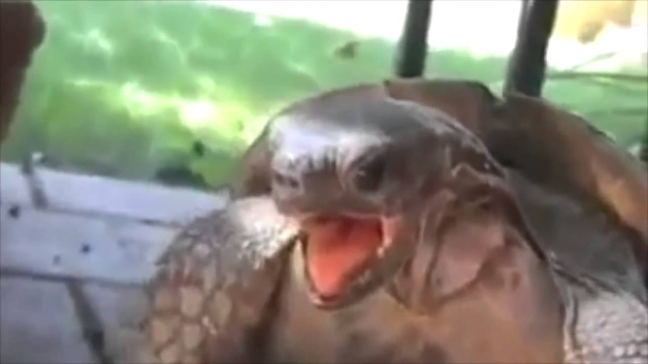 Funny Turtle Vine, Panting