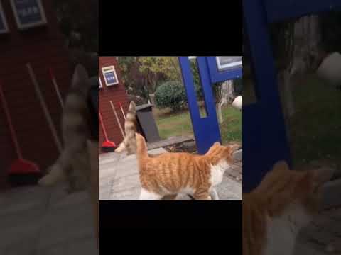 best cat ๐น๐น๐น๐น๐ธ๐ธ๐โโฌ๐โโฌ๐โโฌ๐โโฌ๐พ๐พ๐ฑ๐ฑ๐ฑ๐ฑ๐ฑ