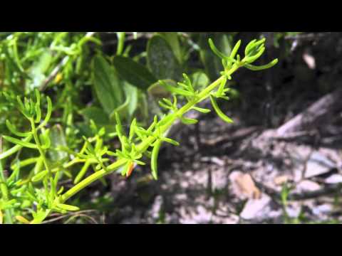 Saltmarsh Plants