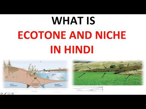 1 2 ecotone niche IN HINDI #UPSC # IAS