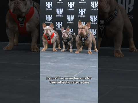 The Frenchie Bulldog | Quick Facts