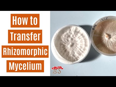 Rhizomorphic Transfer | Agar to Spawn Bag