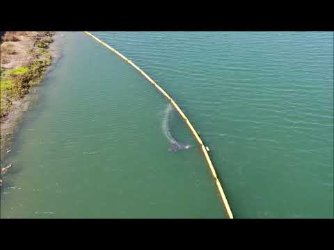 EB 20170822 Whale Compilation