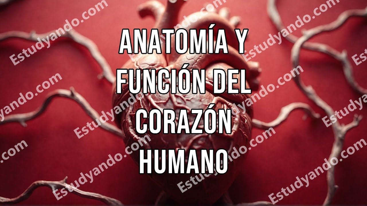 Anatomía y función del corazón humano
