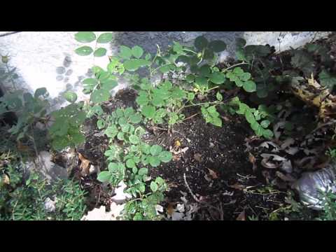 winterizing roses in Zone 3 gardens