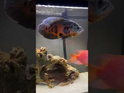 My Huge Tiger Oscar!