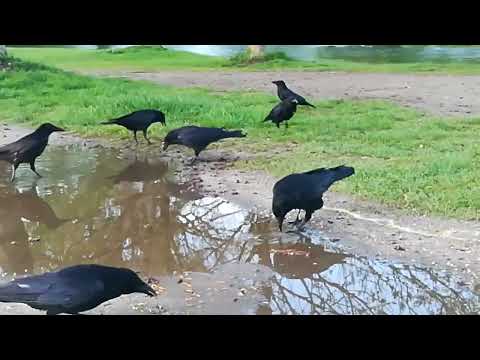 Happy crows ❤️🙏 next to the Eisbach in the English Garden