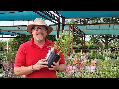 Anise Hyssop