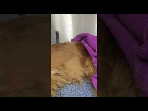 How to check your pet’s Resting Respiratory Rate (RRR) | Hall ...