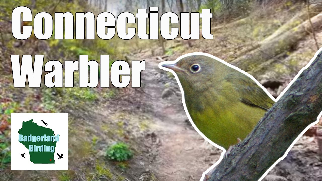 Quest to find the SECRETIVE Connecticut Warbler in Milwaukee, Wisconsin