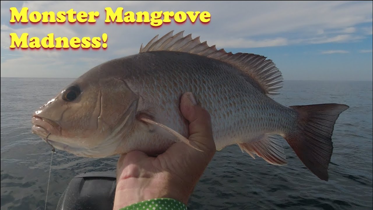 How To Catch BIG Monster Mangrove Snapper Fishing the Gulf of Mexico.