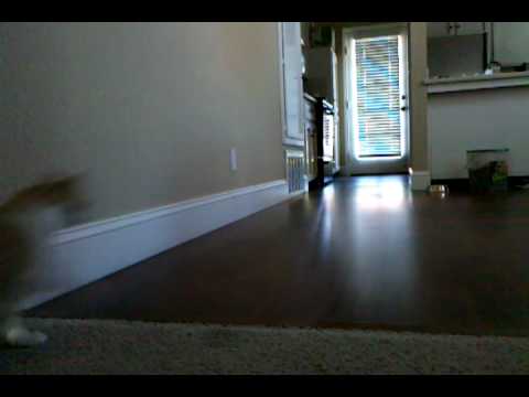 Steam Community :: Video :: Fetch cat likes to fetch