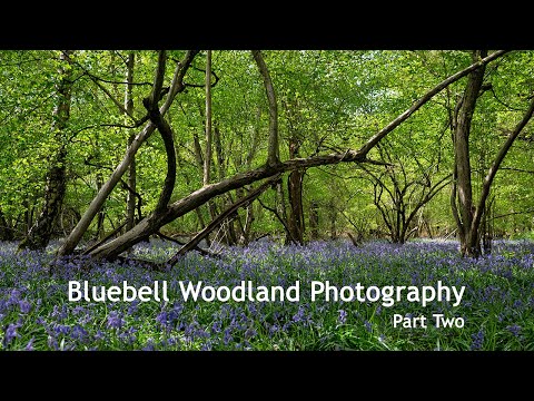 Bluebells end the winter blues | Bluebell Woodland Photography
