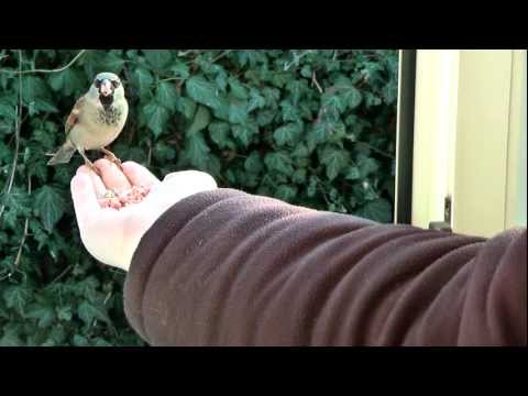 House Sparrow & Tree Sparrow,( Passer Domesticus) (Passer Montanus) UK