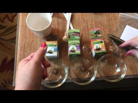ASMR Softly Spoken How to Plant a Tiny Terrarium Kit