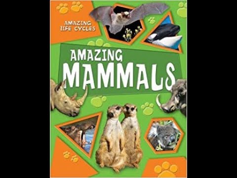 Informational Text Read Aloud Text Features Hunt