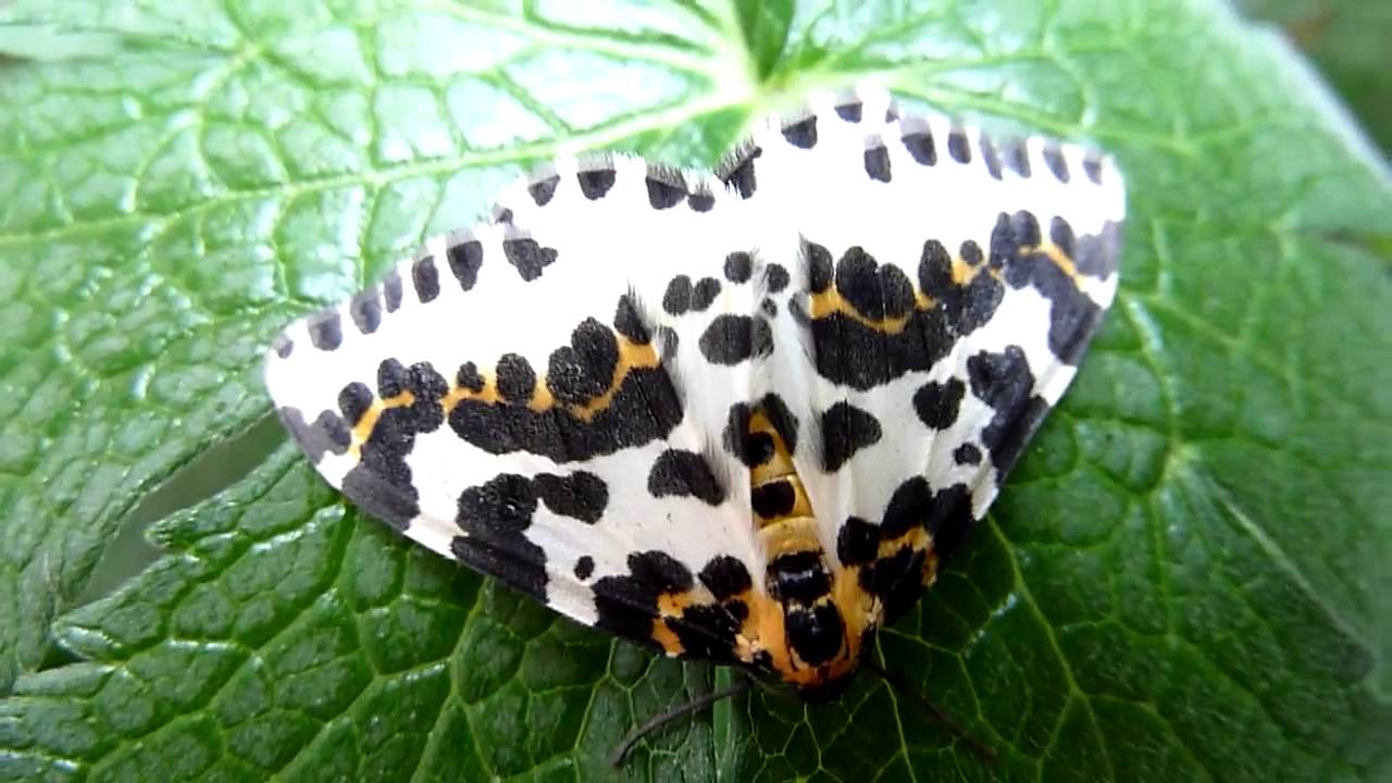 Magpie Moth (Abraxas grossulariata)