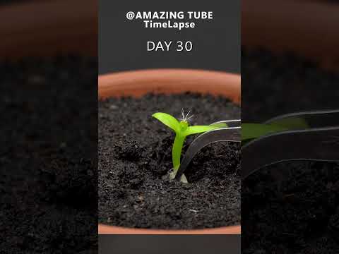 Growing Dragon Fruit Cactus - Time Lapse