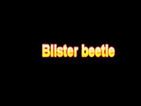 What Is The Definition Of Blister beetle Medical Dictionary Free Online