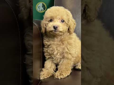 Learn about the Toy Poodle Puppy