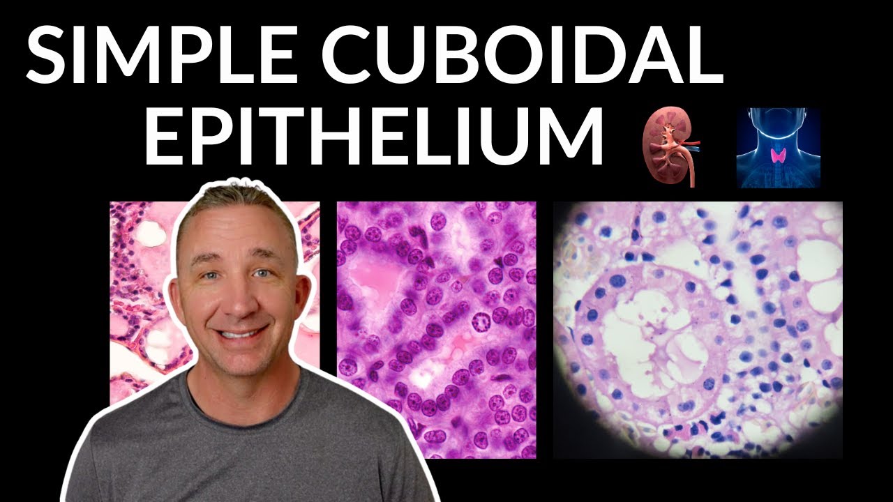 Histology: Simple Cuboidal Epithelium