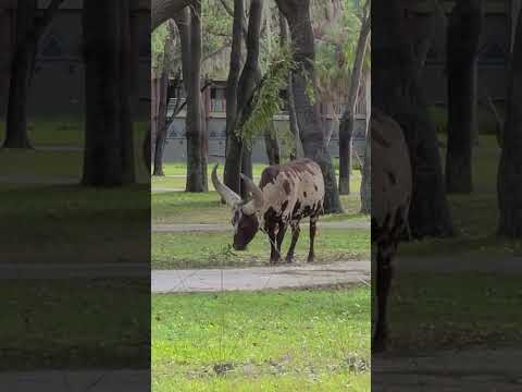 Ankole - Watusi Cattle at Disney's Animal Kingdom Lodge - Kidani Village