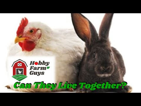 Can Chickens & Rabbits Share The Same Living Space?