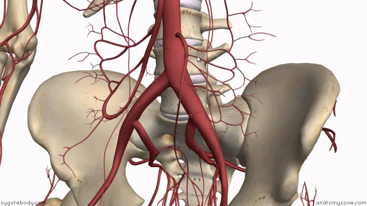 Inferior Mesenteric Artery - Anatomy Tutorial
