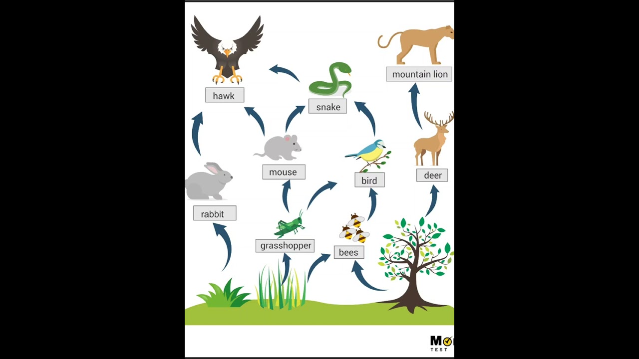 food web SCIENCE